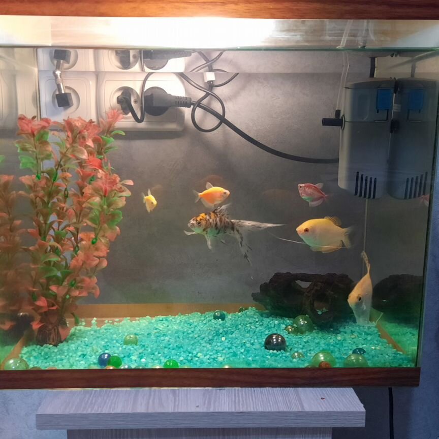 Аквариум с рыбками