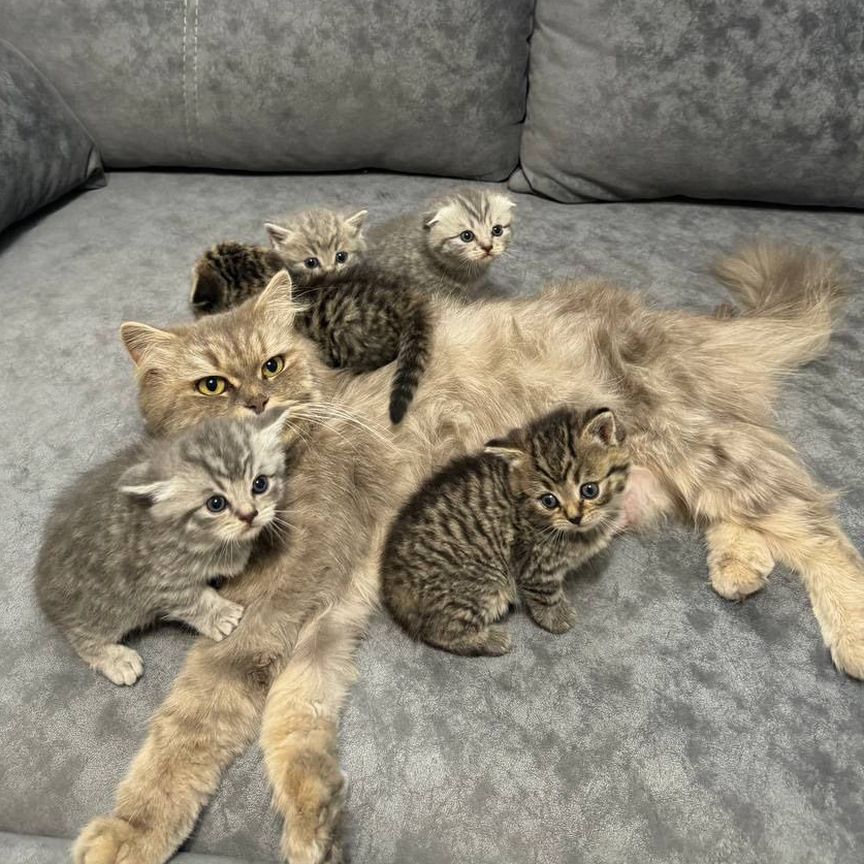 Британский длинношёрстный котёнок