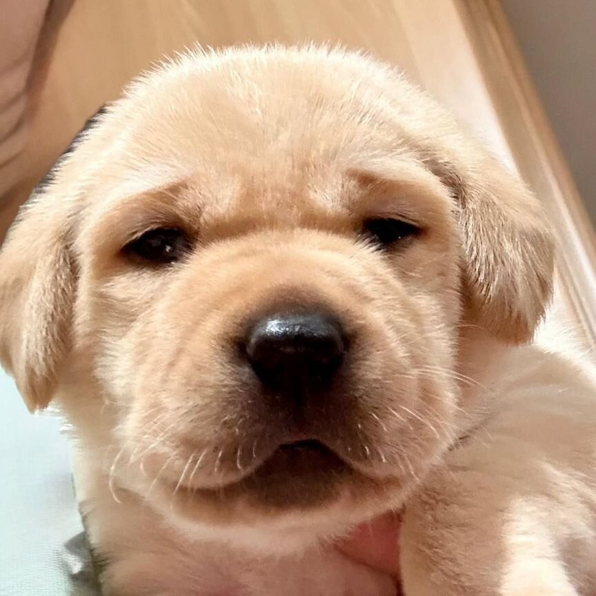 Лабрадор-ретривер, щенок