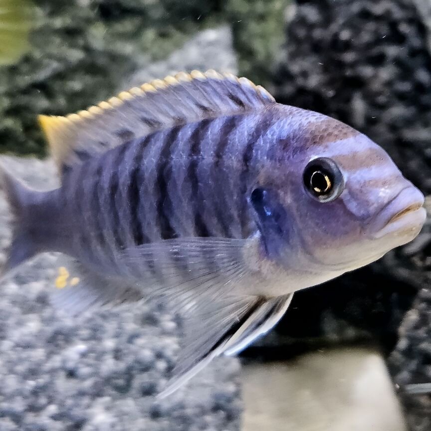 Малавийские цихлиды