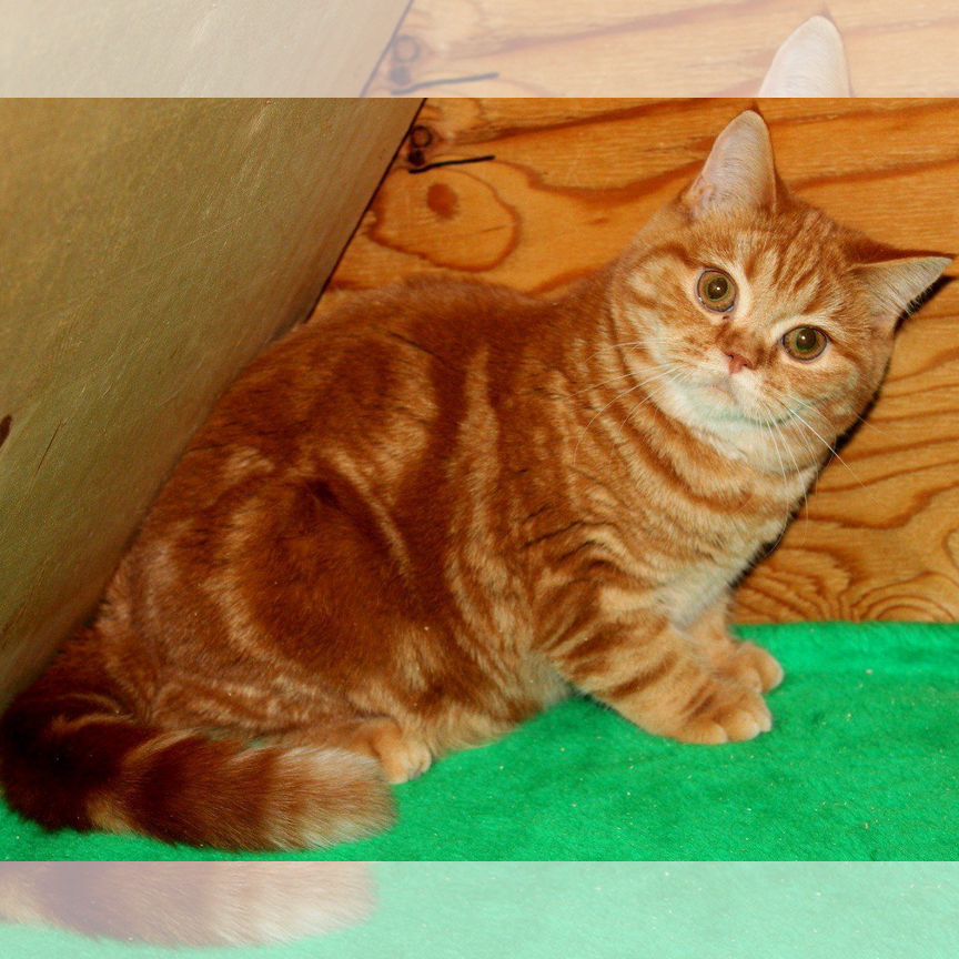 Красные шотландские кошки