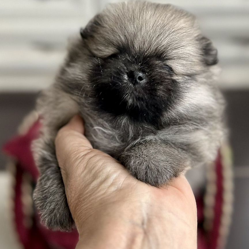 Померанский шпиц, щенок