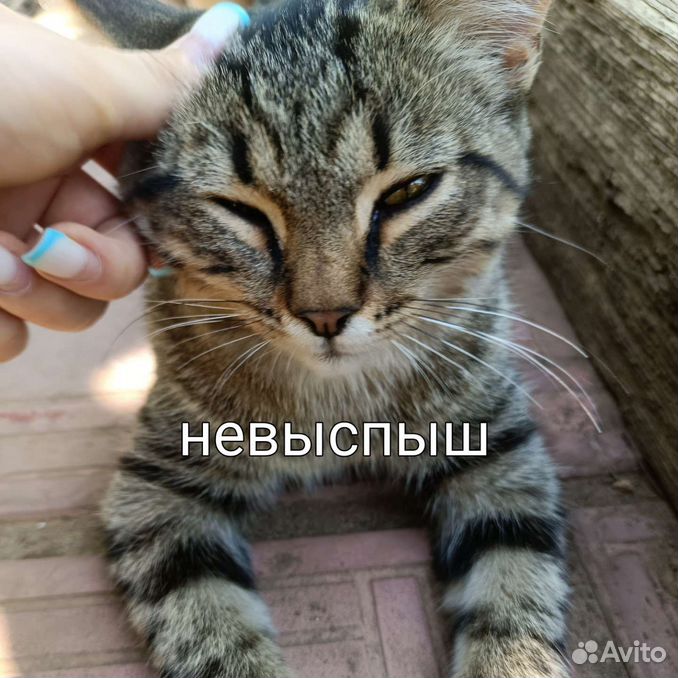 Котенок хочет найти дом
