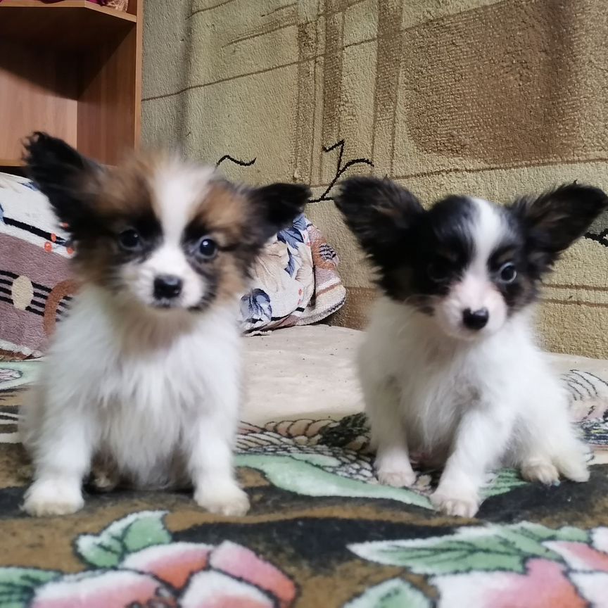 Щенки папийона мальчики