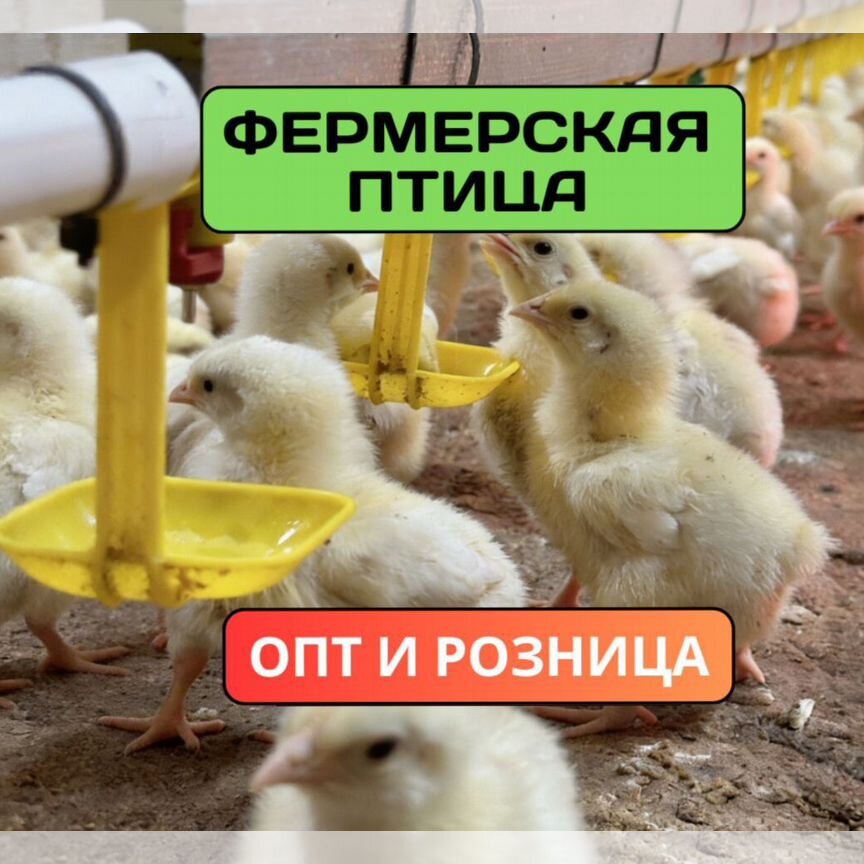 Цыплята суточные