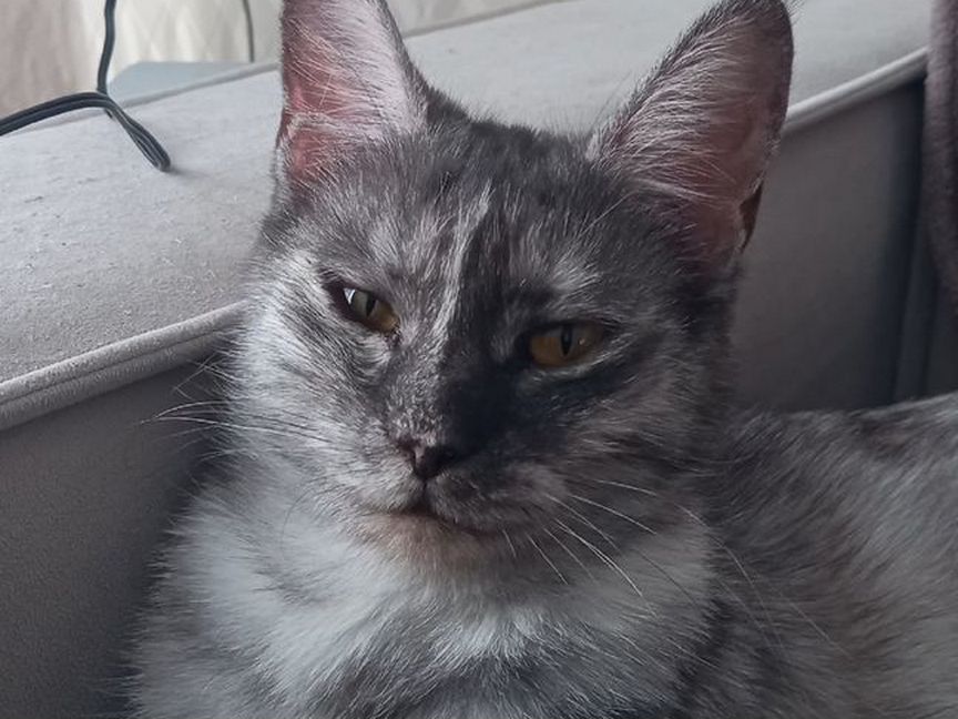 Кошечка ищет дом