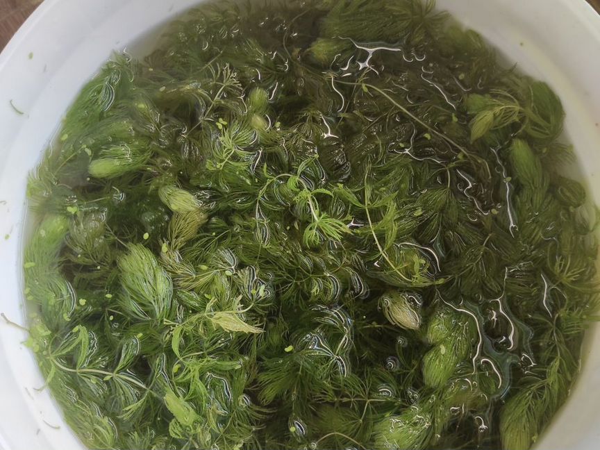 Роголистник ведро