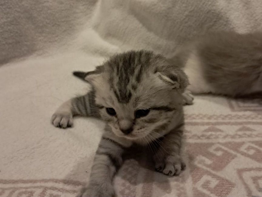 Шотландские котята