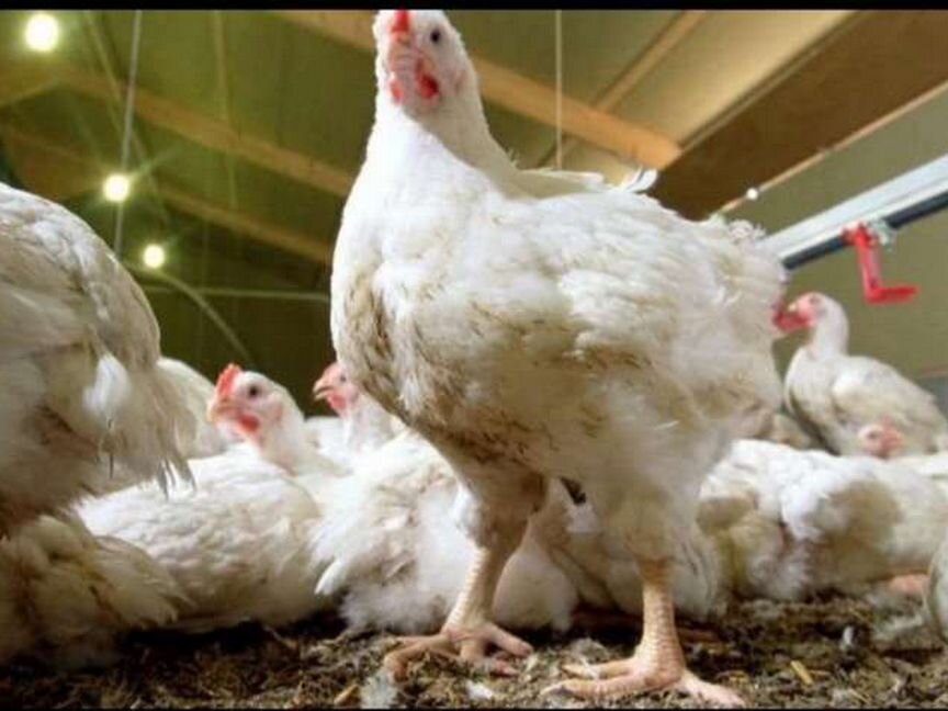 Цыплята бройлерные на забой. Только опт