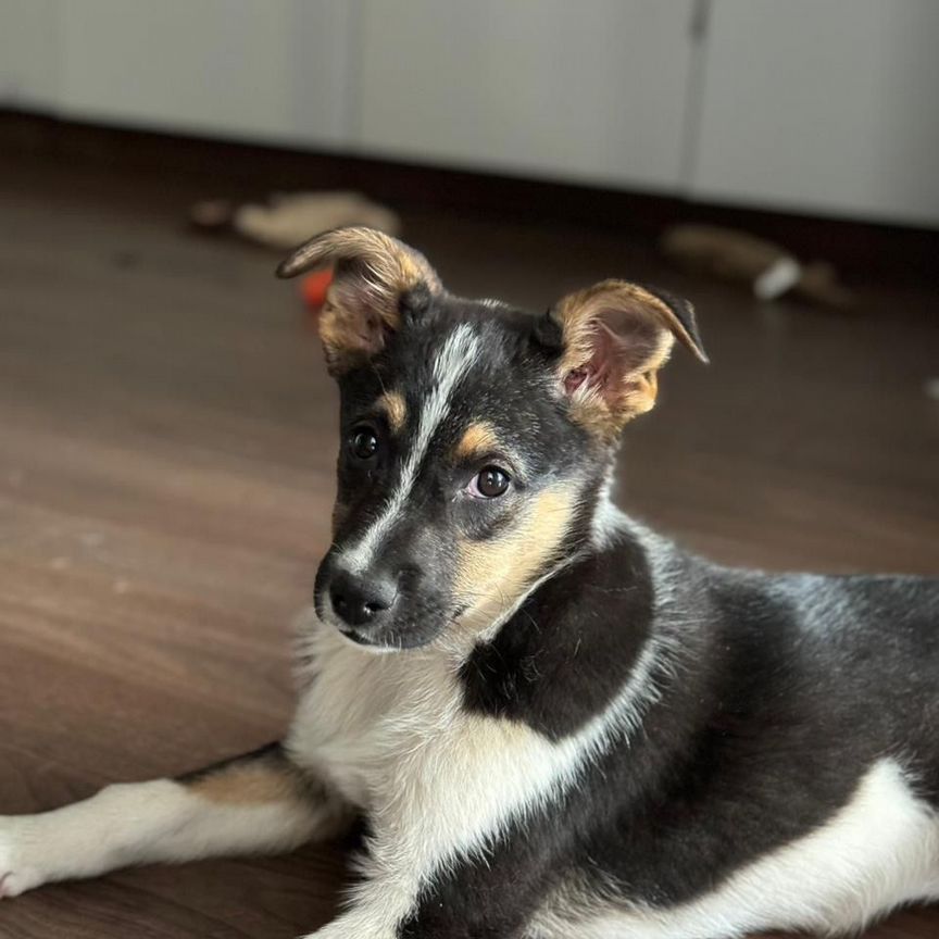 Щенок в добрые руки