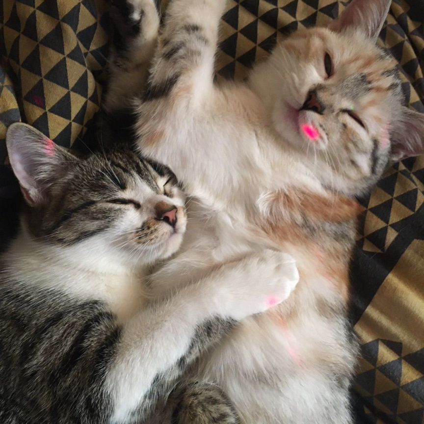 Кошка
