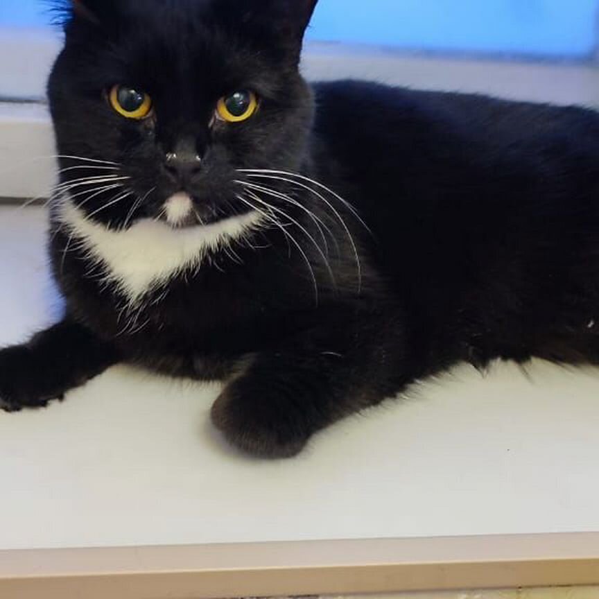 Котейка в подъезде