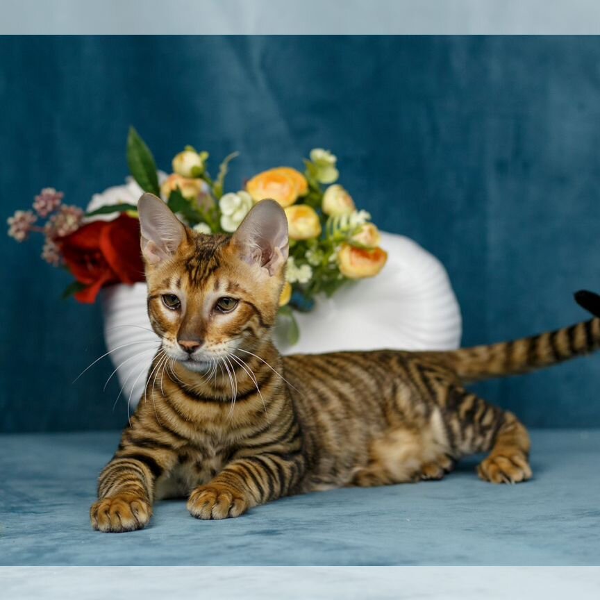 Котенок породы тойгер