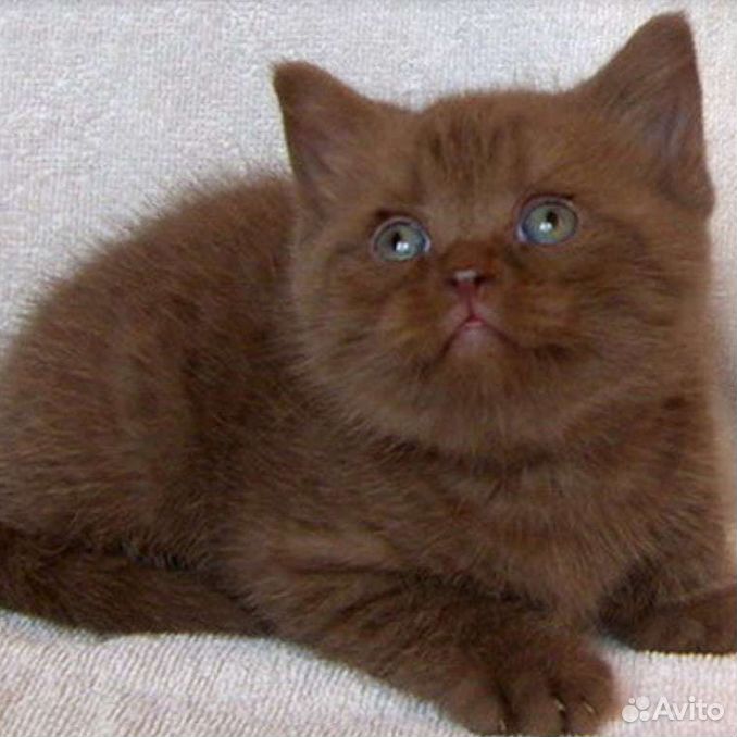 Британская кошка шоколадная
