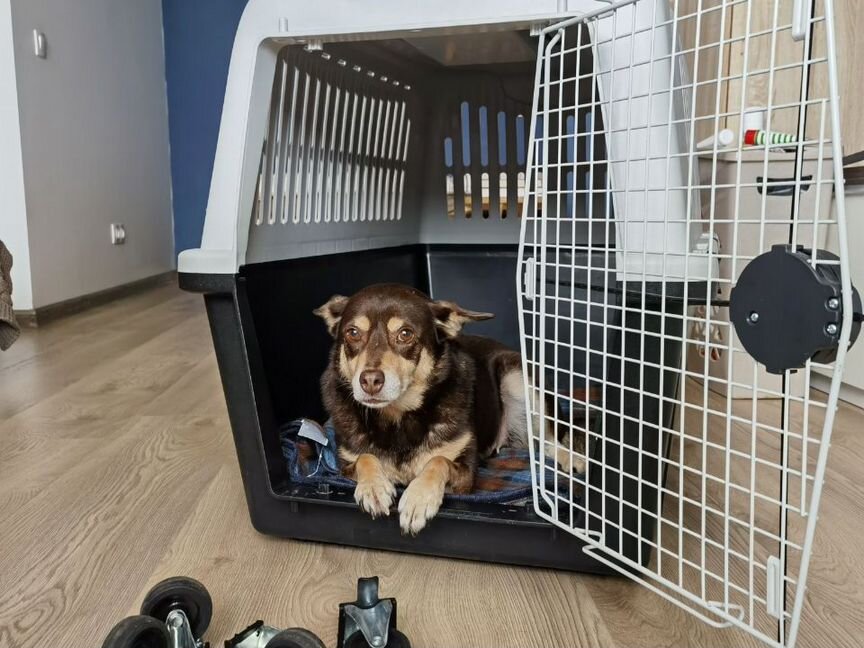 Бокс для транспортировки Ferplast Atlas 60