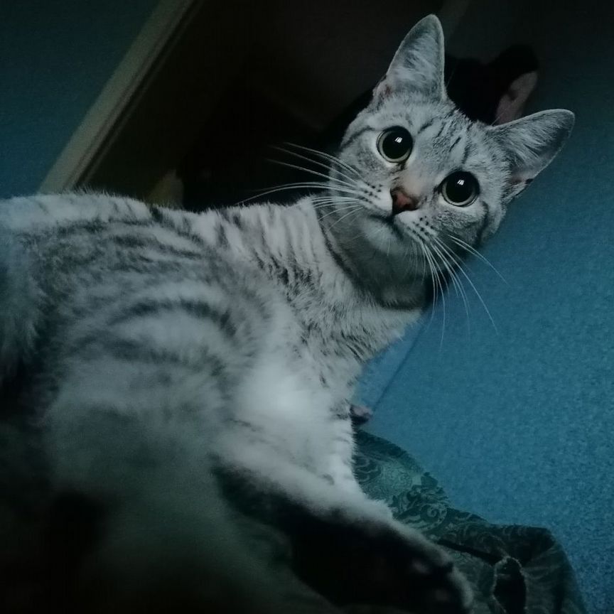 Шотландская Кошка Вязка