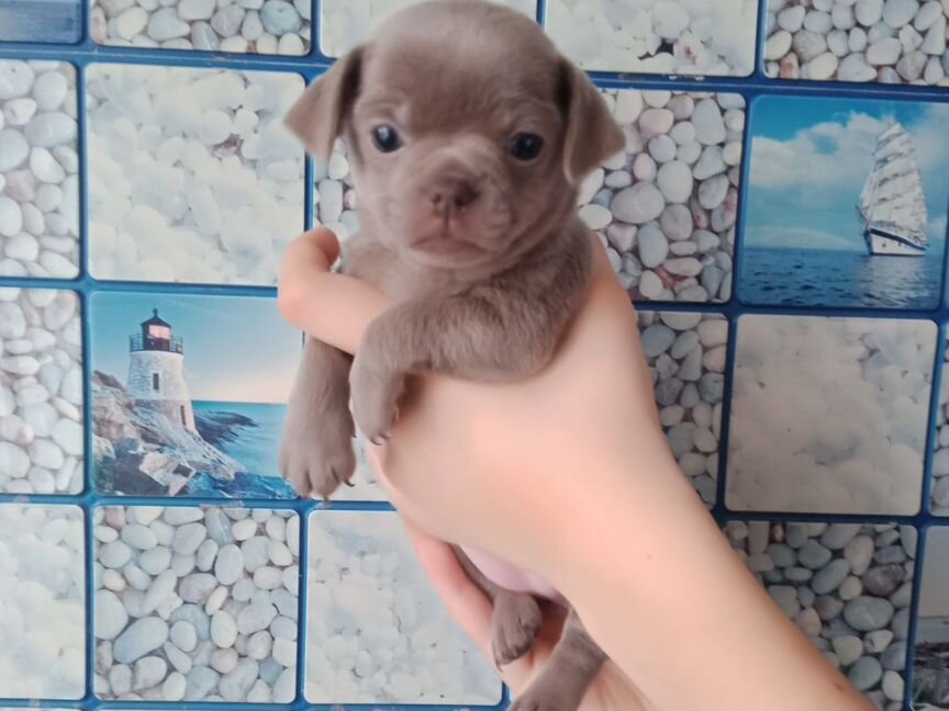 Щенки Чихуахуа