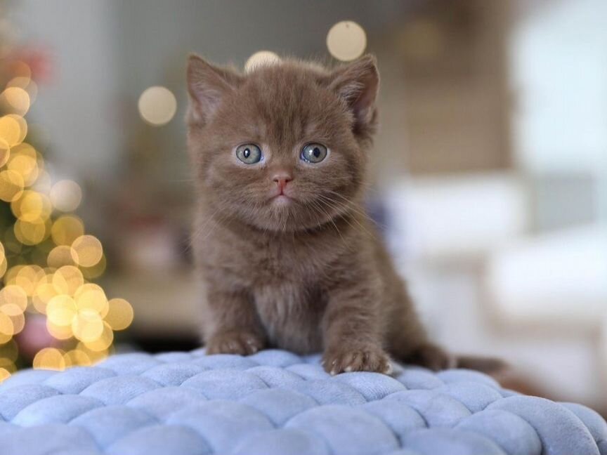 Британский котик циннамон