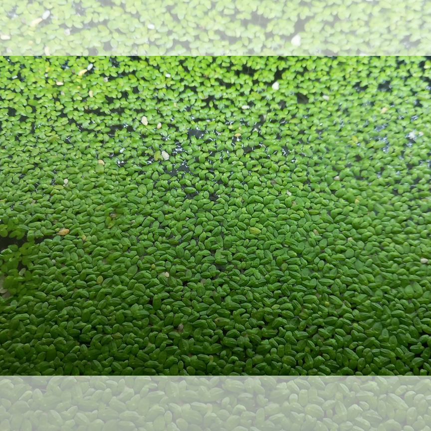 Ряска для аквариума