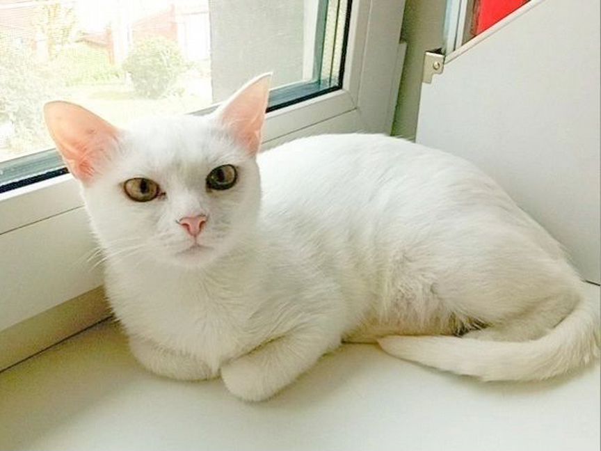 Кошка Тиффани