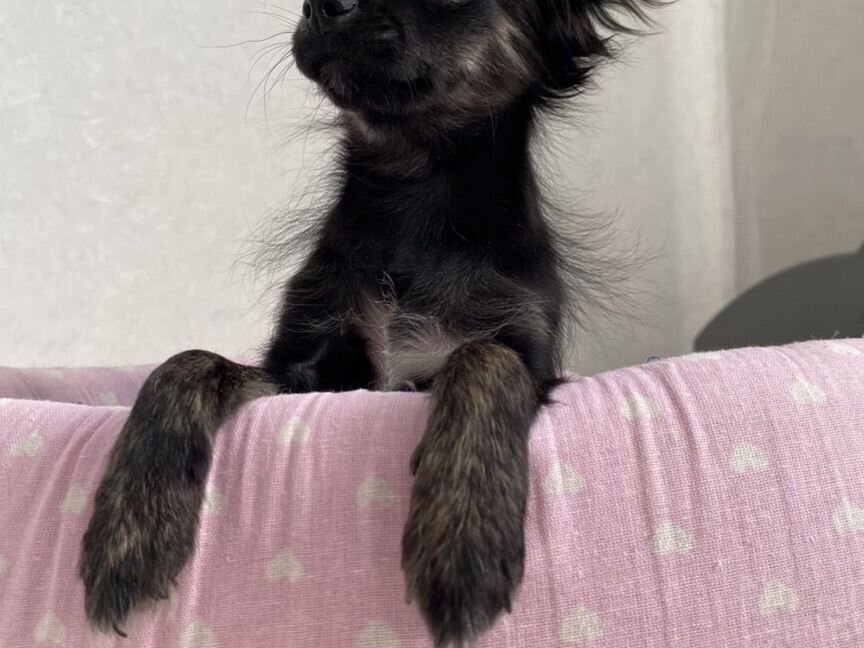 Чихуахуа девочка