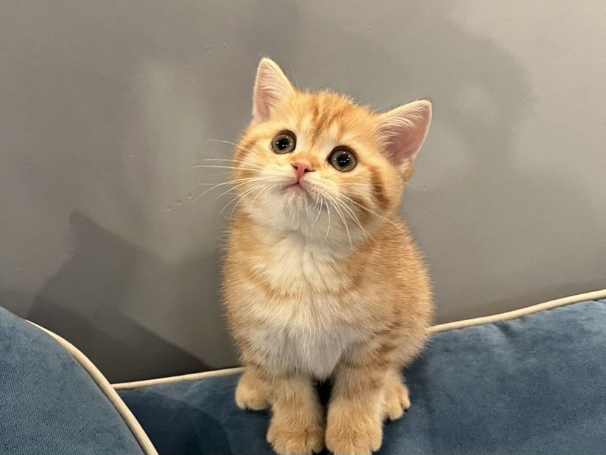 Шотландские котята