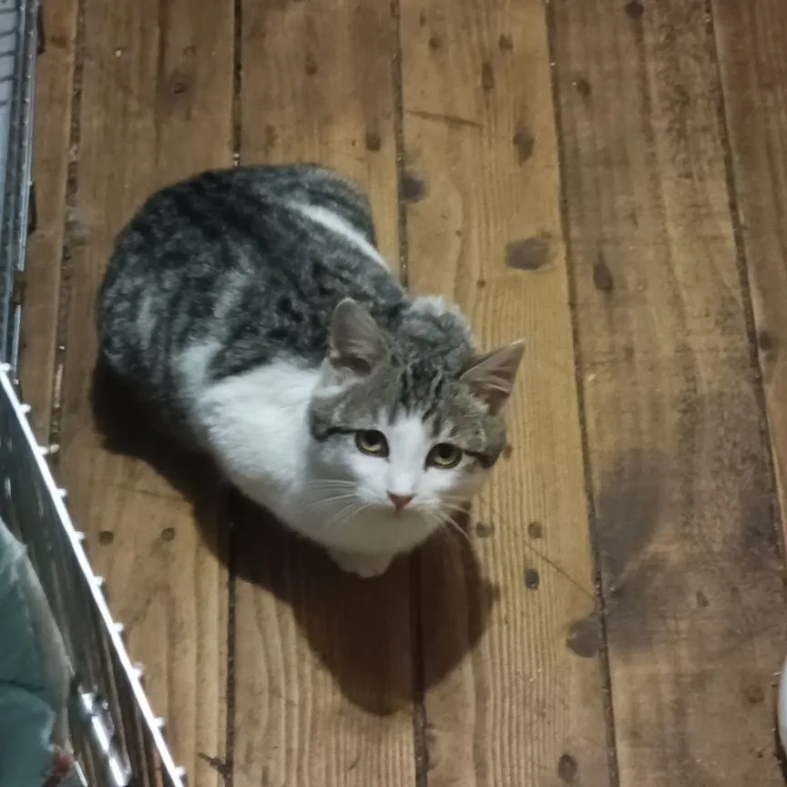 Котёнок замерзал. Девочка 4 мес