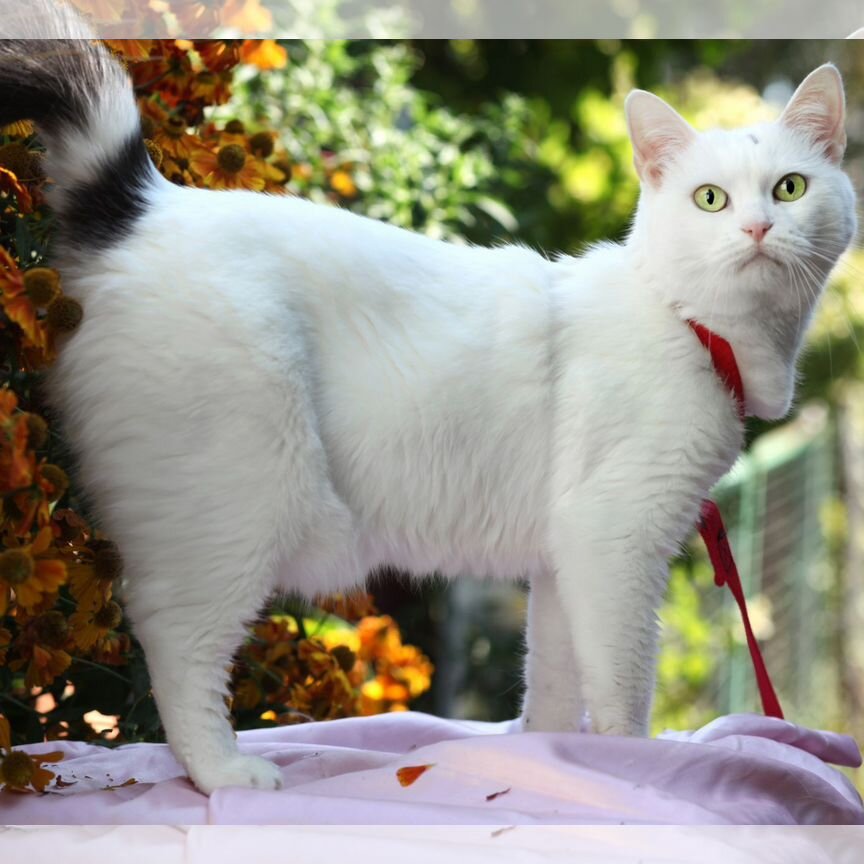 Кошка в поисках семьи
