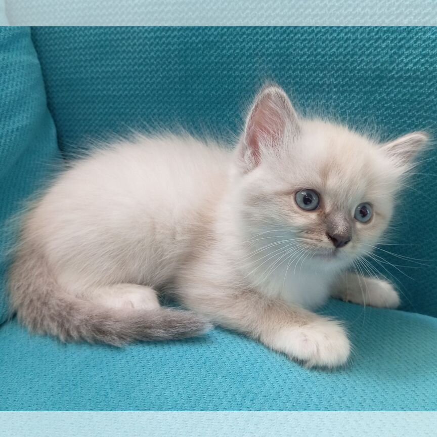 Котята