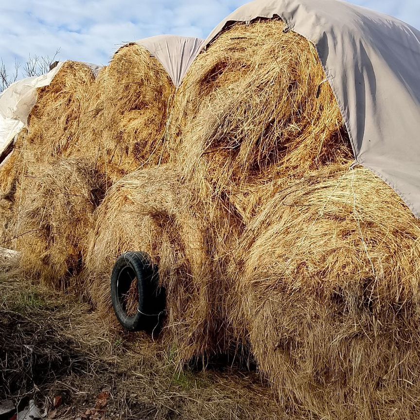 Сено сезонное (2025)