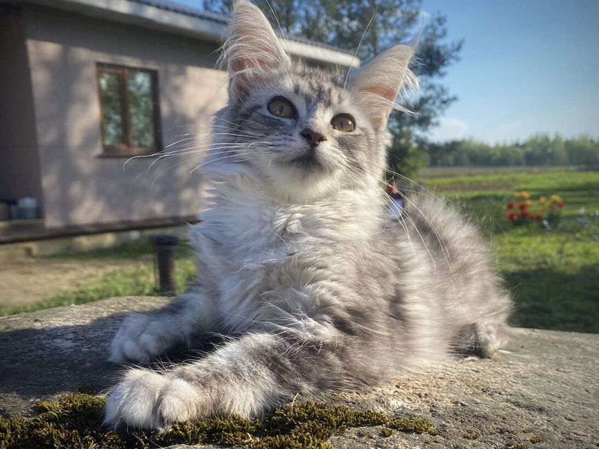 Котята мейн-кун