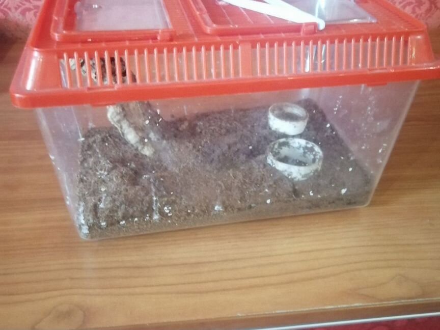 Террариум(переноска)