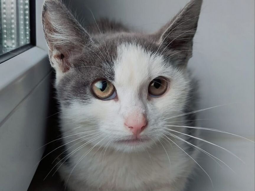 Котенок