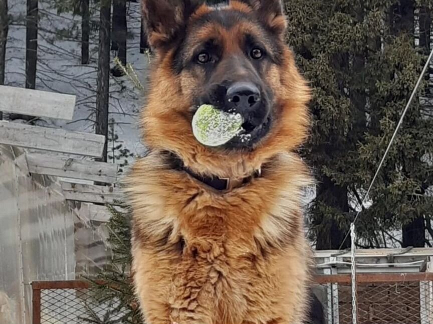 Немецкая овчарка в добрые руки
