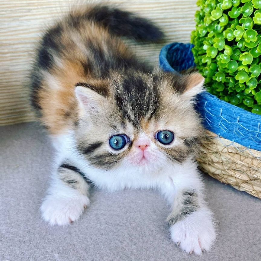 Озорная Диди