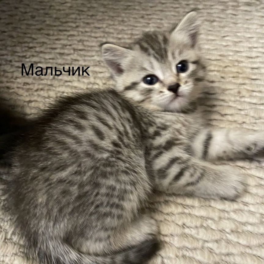 Котята в заботливые руки