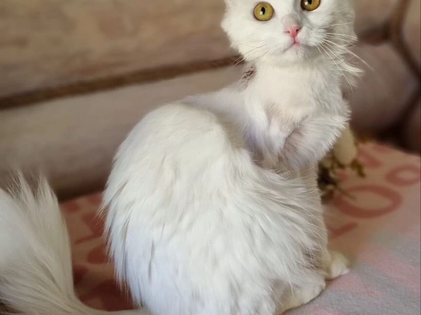 Белая пушистая кошка на трёх лапках