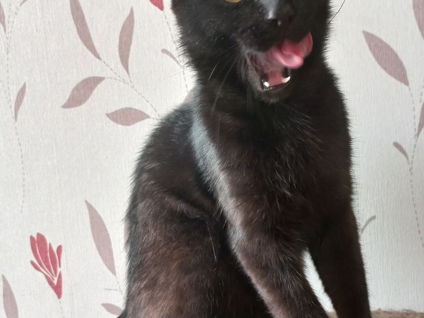 Отдам кошку