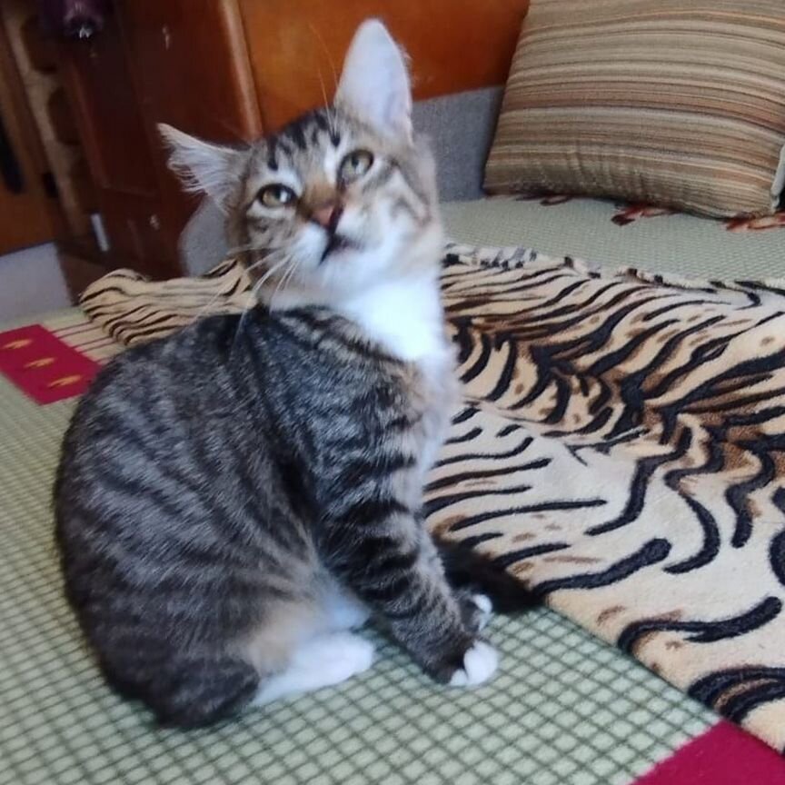 Котята