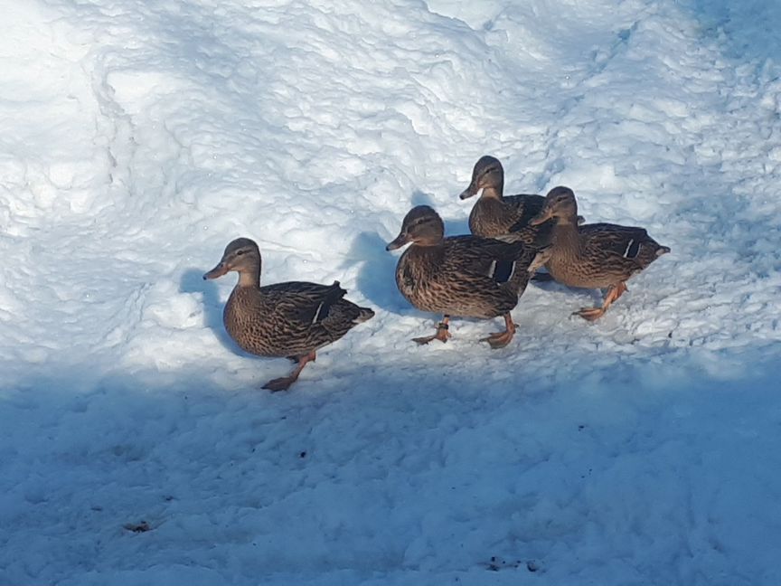 Подсадные утки Кряква