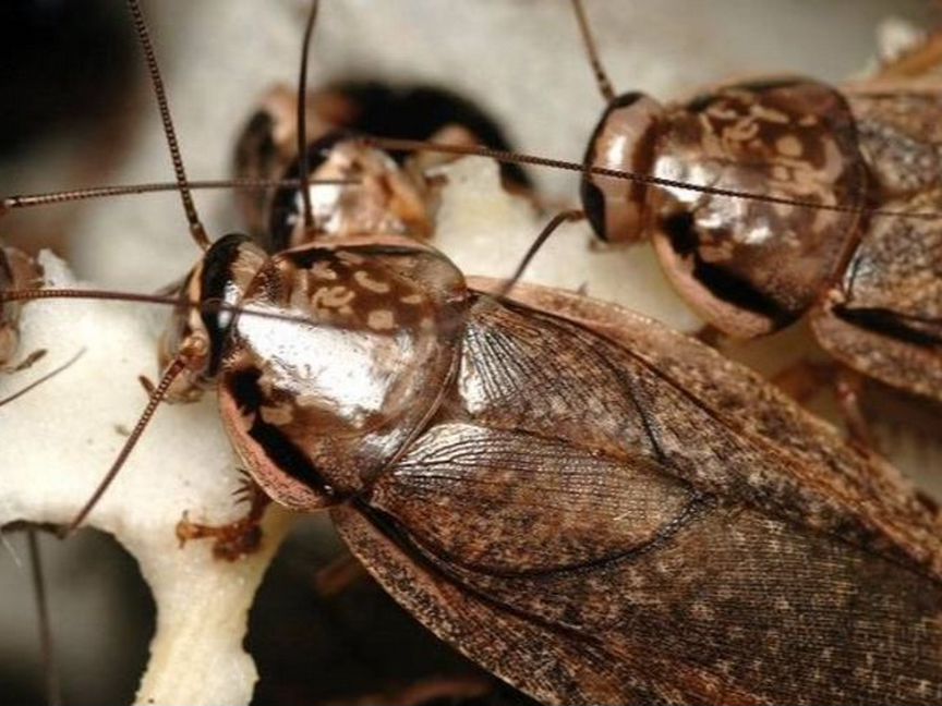 Кормовой таракан