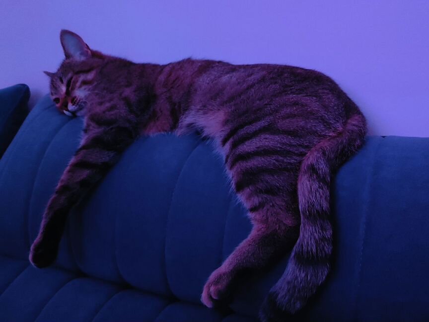 Котик в добрые руки