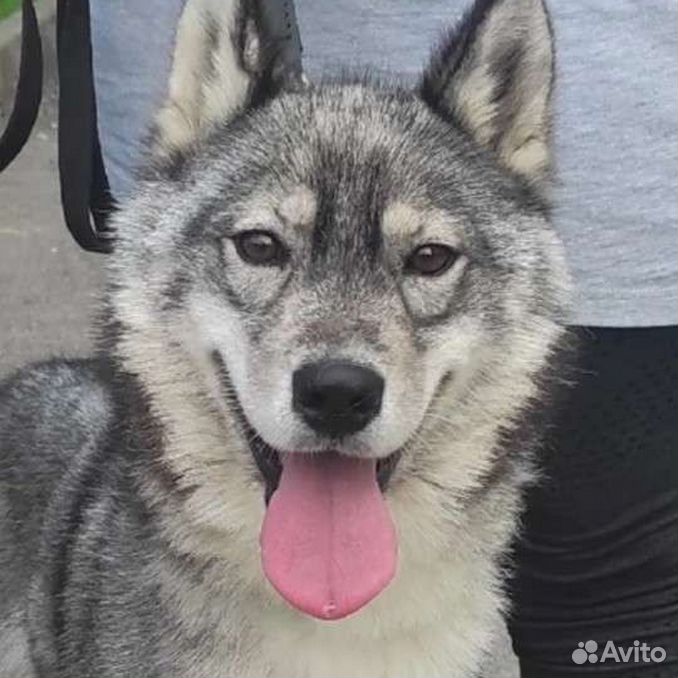 Хаски агути