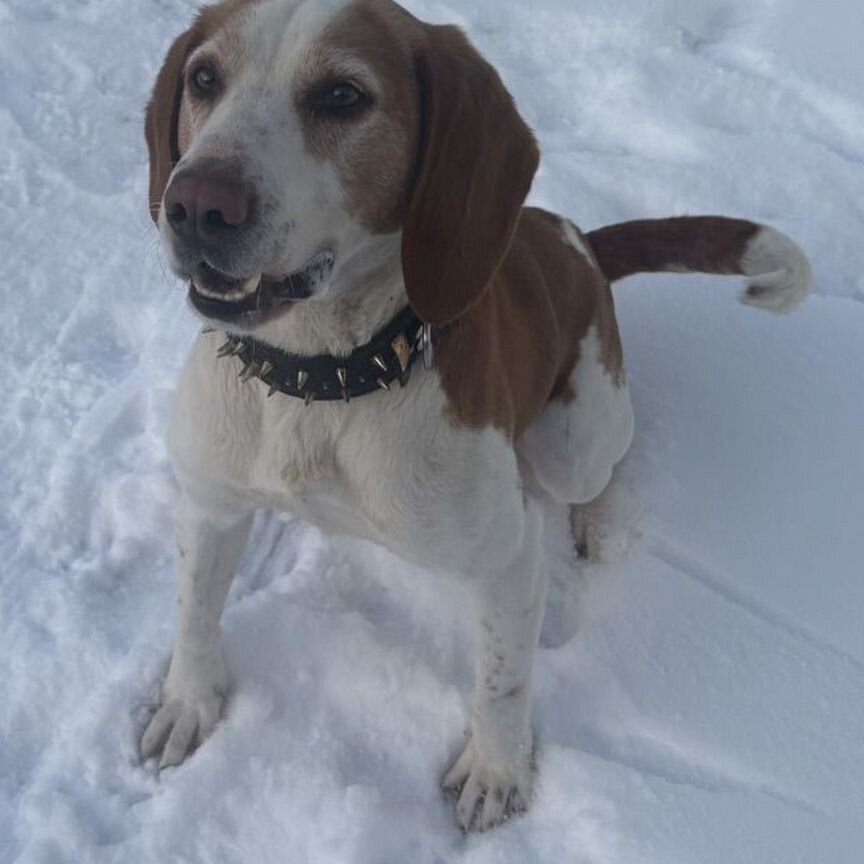 Эстонская гончая, взрослый пёс