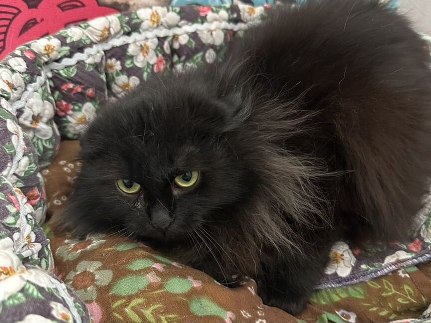 Малышка Нюша ищет дом