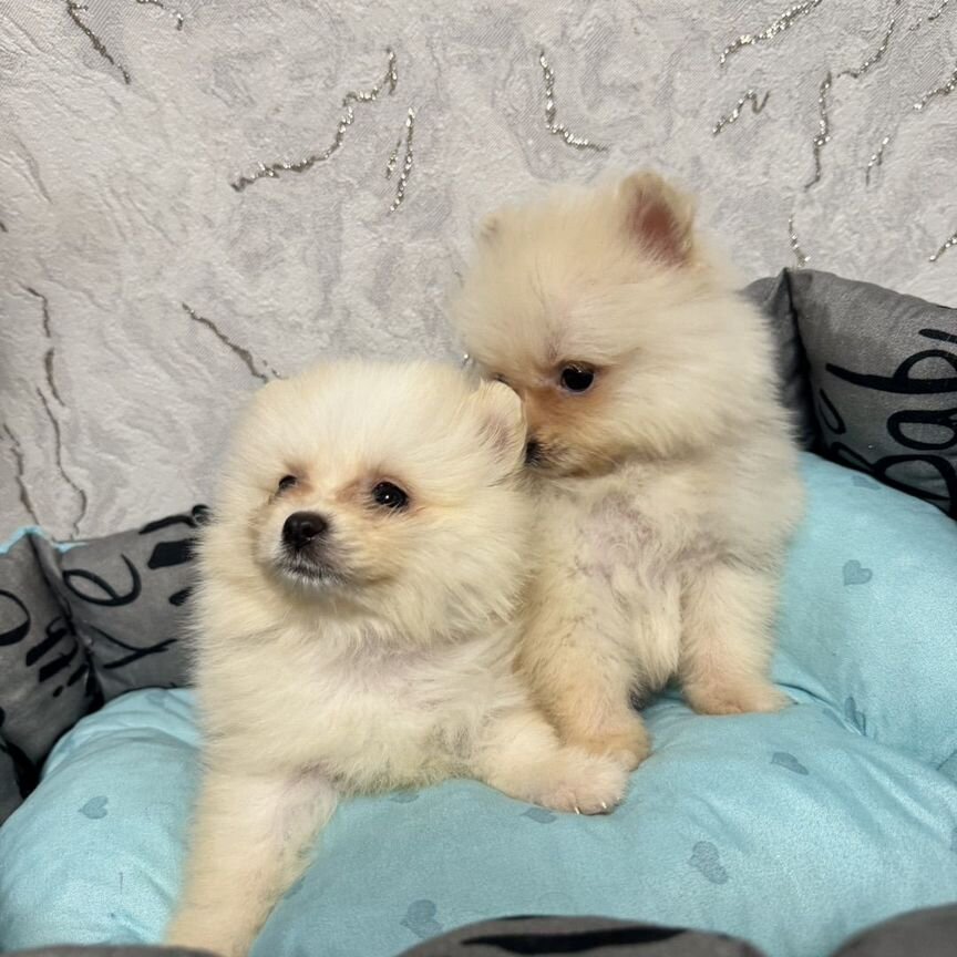 Шпиц девочки