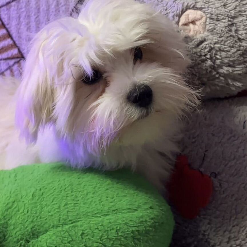 Мальтипу, щенок