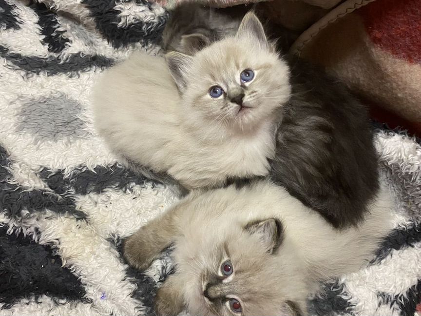 Котята Невская маскарадная с сибирской