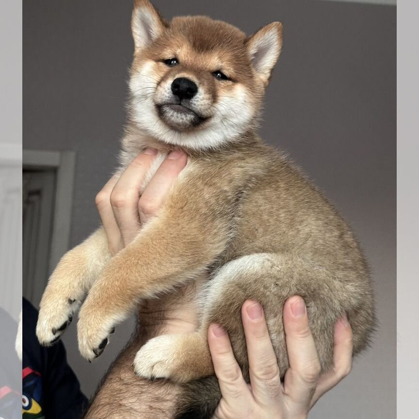 Сиба-ину, щенок