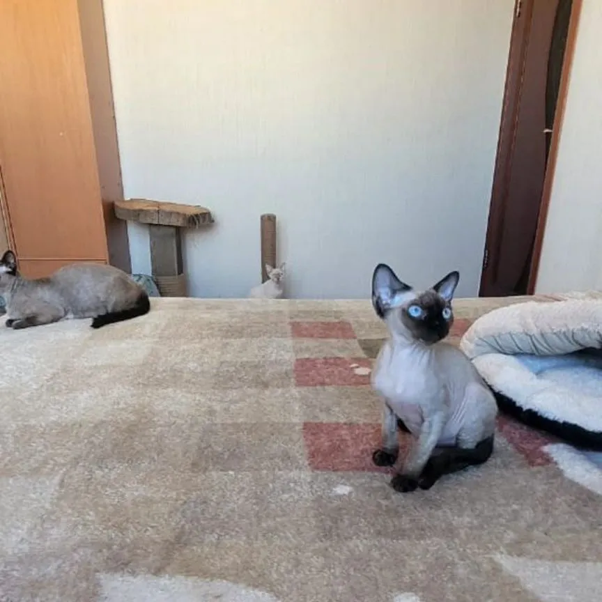 Котик Феликс